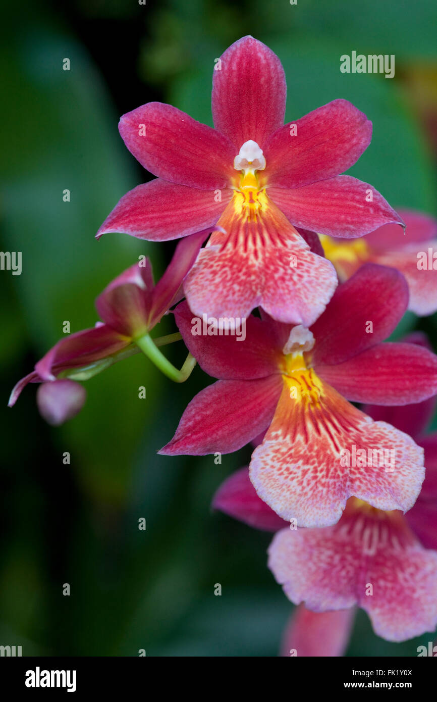 Red orchids hi-res stock photography and images - Alamy