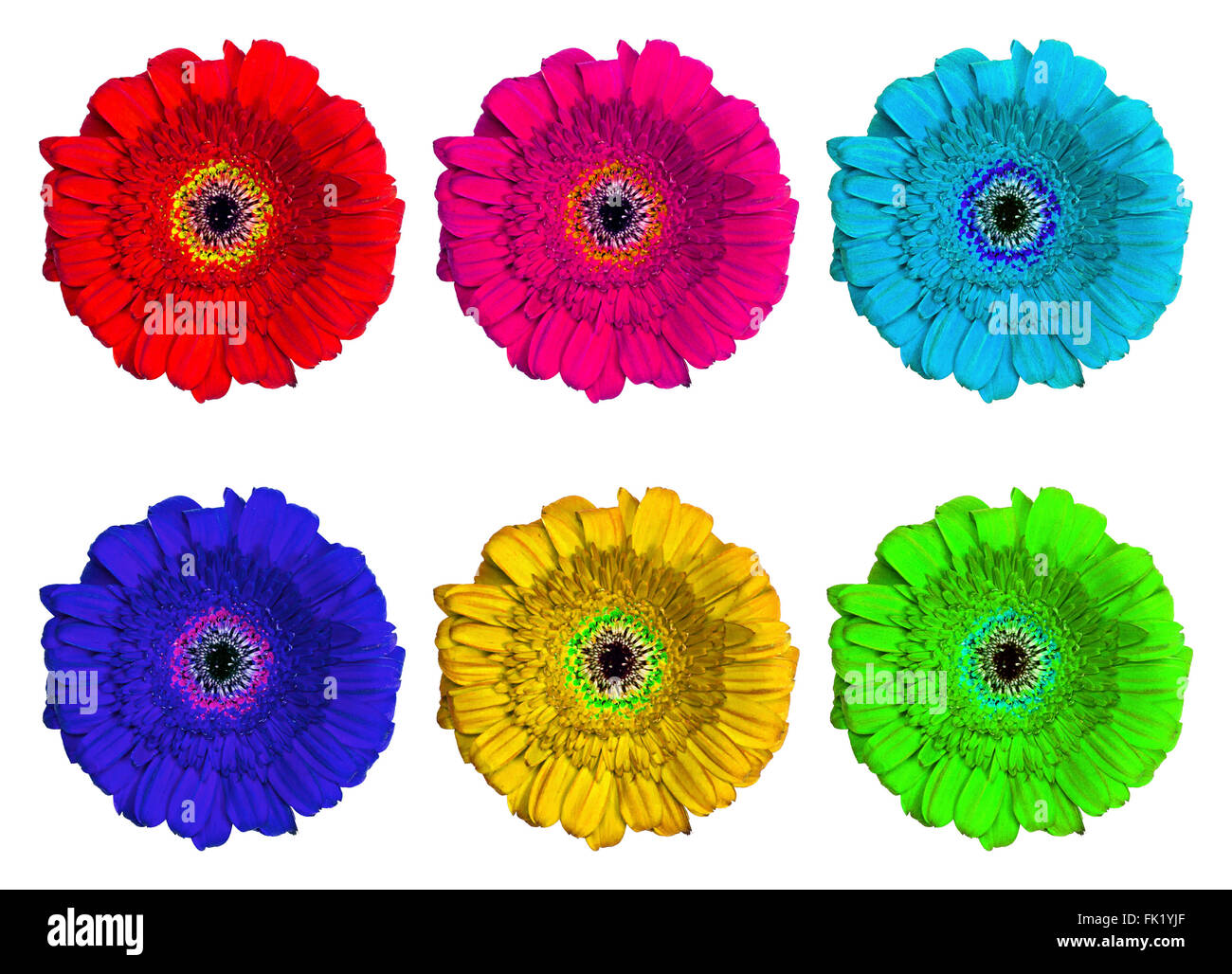 Set of Six Multi Colored Gerbera Daisy Flowers Stock Photo - Alamy
