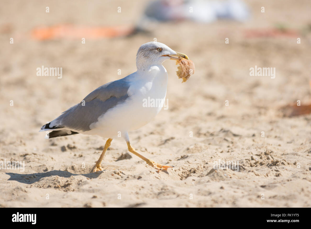 Seagull on the beach seaside dragged a piece of bread rolls from the ...