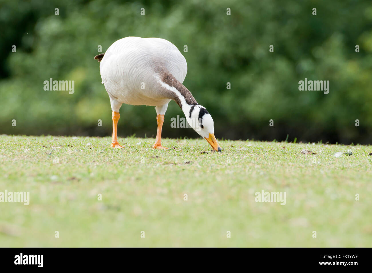 Portrait of a the high flying bar-headed goose Stock Photo - Alamy