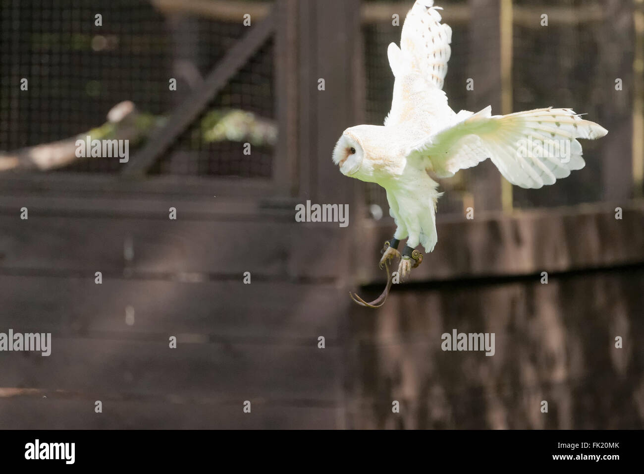 Barn Owl's are widely distributed across the world Stock Photo - Alamy
