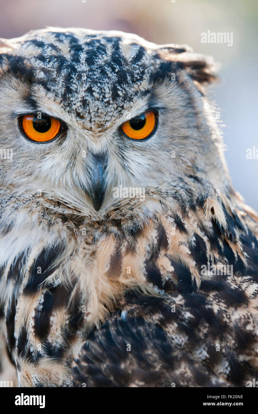 Eagle owl portrait Stock Photo - Alamy