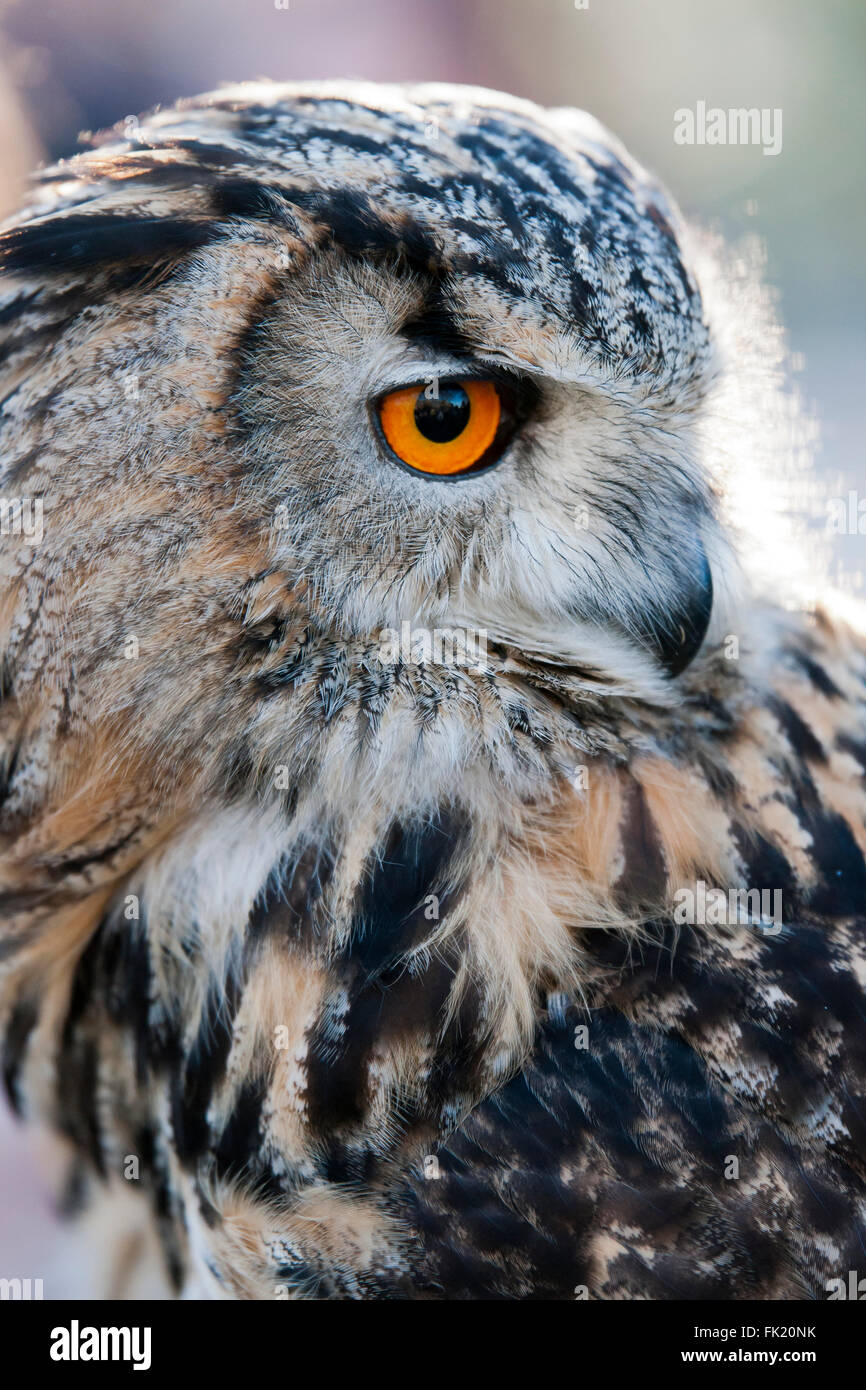Eagle owl portrait Stock Photo - Alamy