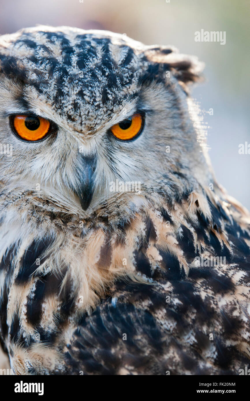 Eagle owl portrait Stock Photo - Alamy