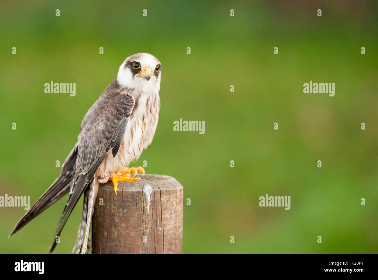 Native bird of prey hi-res stock photography and images - Alamy