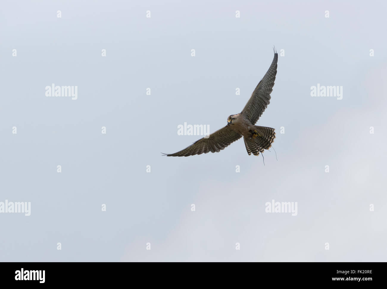 A large falcon that breeds in Africa, southeast Europe and Asia Stock ...