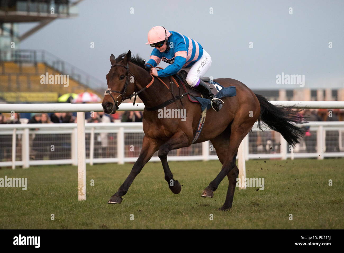 Morgan horse galloping hi-res stock photography and images - Alamy