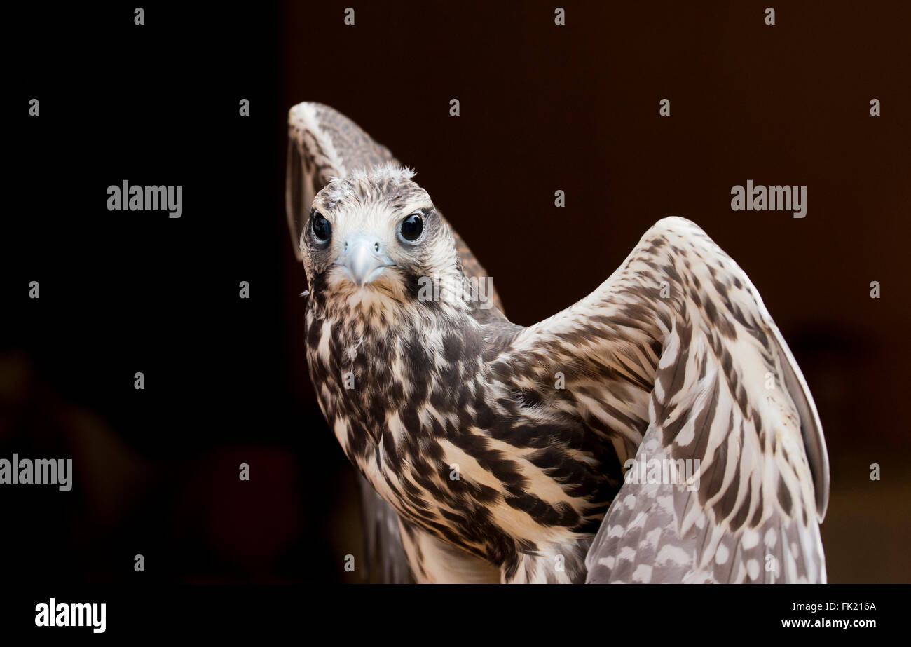 A large falcon that breeds in Africa, southeast Europe and Asia Stock ...