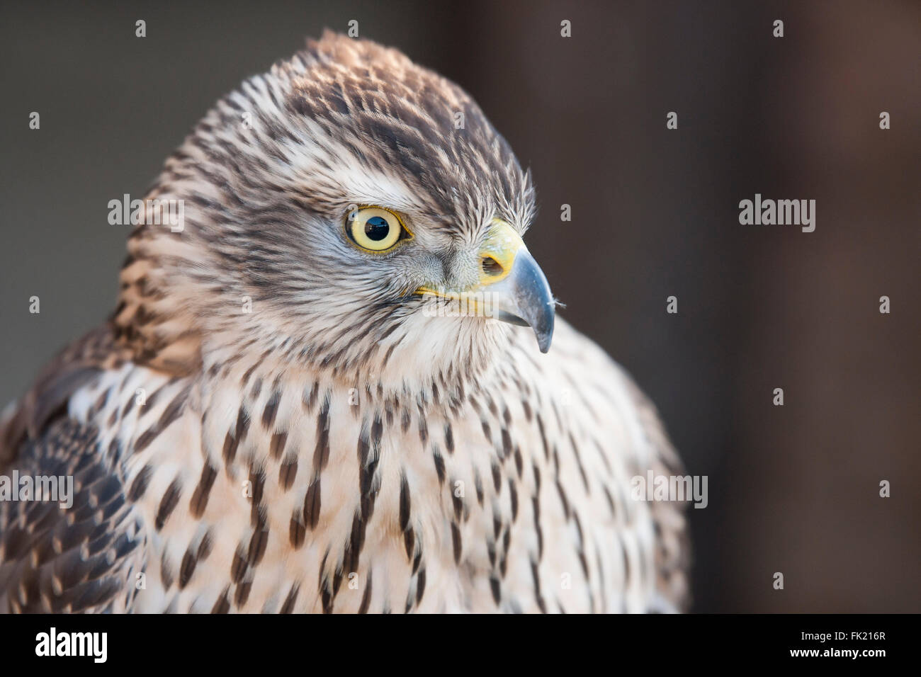 Northern goshawk accipiter gentilis close hi-res stock photography and ...