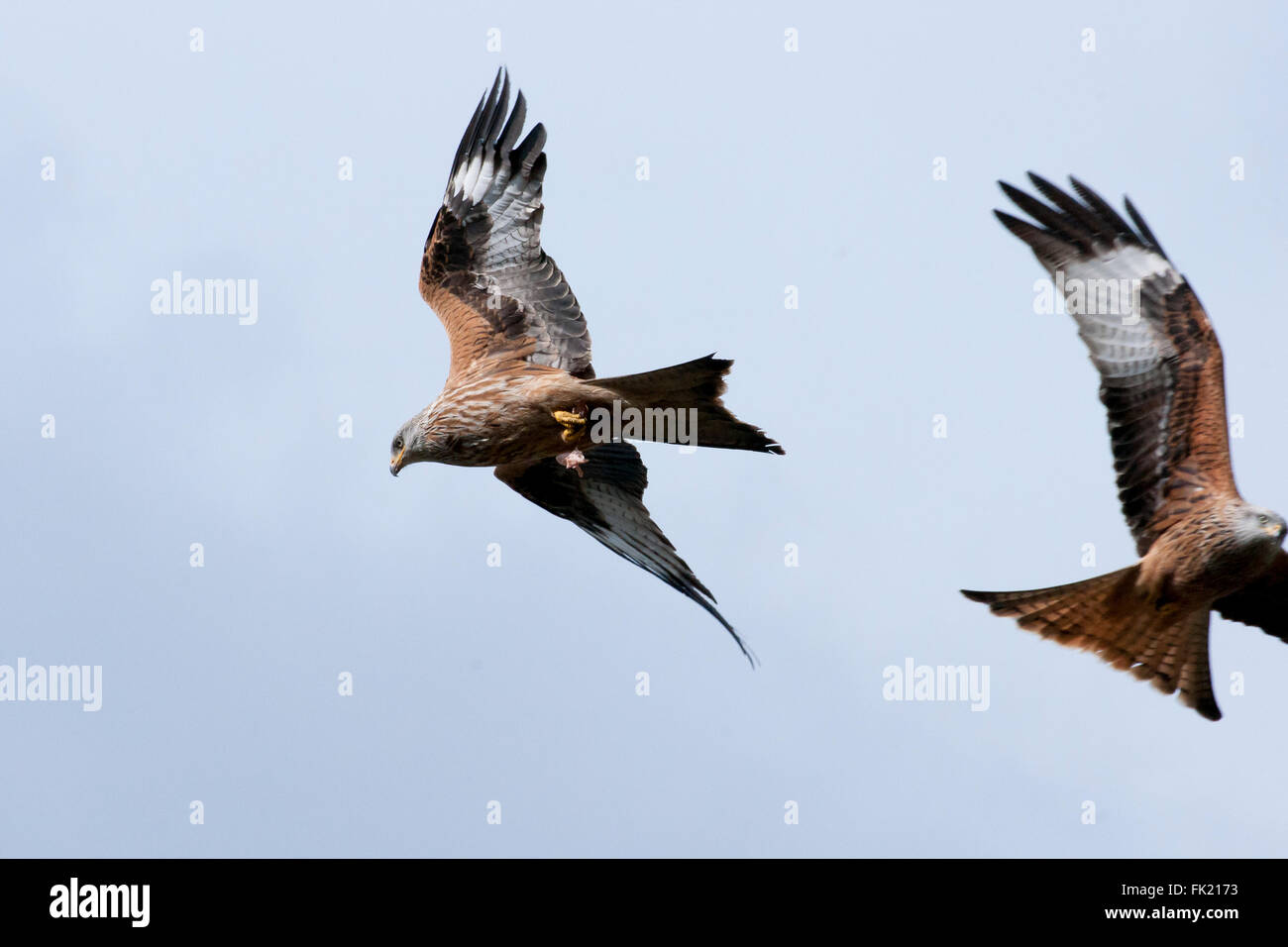Red kite, bird of prey portrait Stock Photo - Alamy
