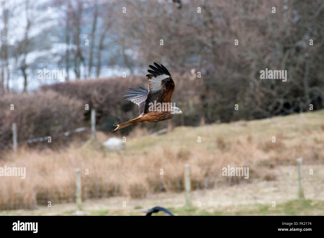 Red kite, bird of prey portrait Stock Photo - Alamy