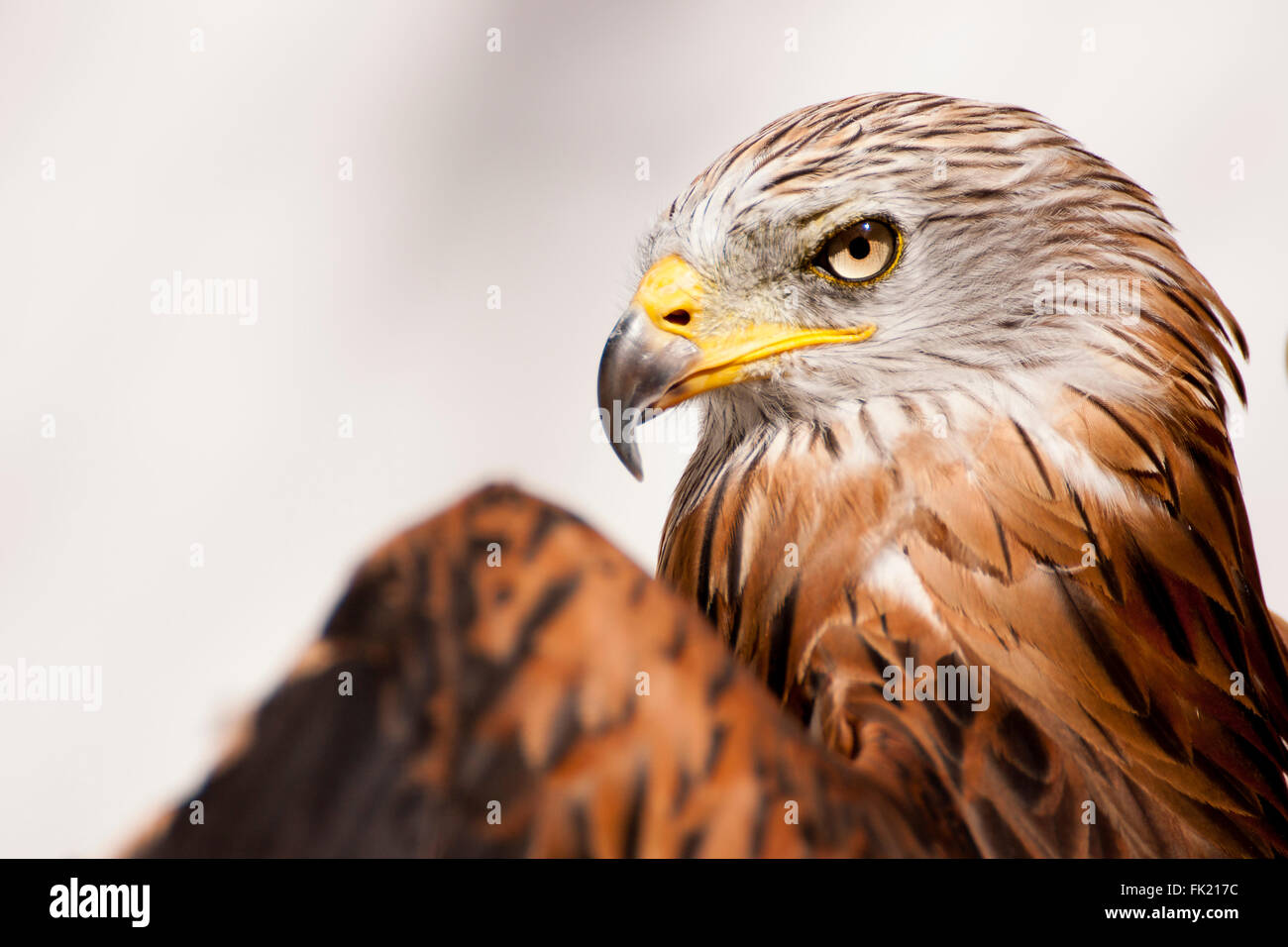Red kite, bird of prey portrait Stock Photo - Alamy