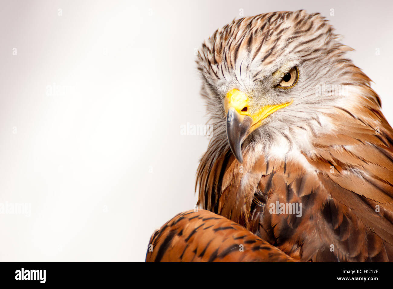 Red kite, bird of prey portrait Stock Photo - Alamy