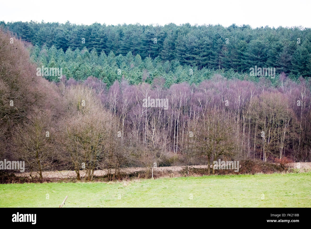 Landscape with forest, saturated Stock Photo - Alamy