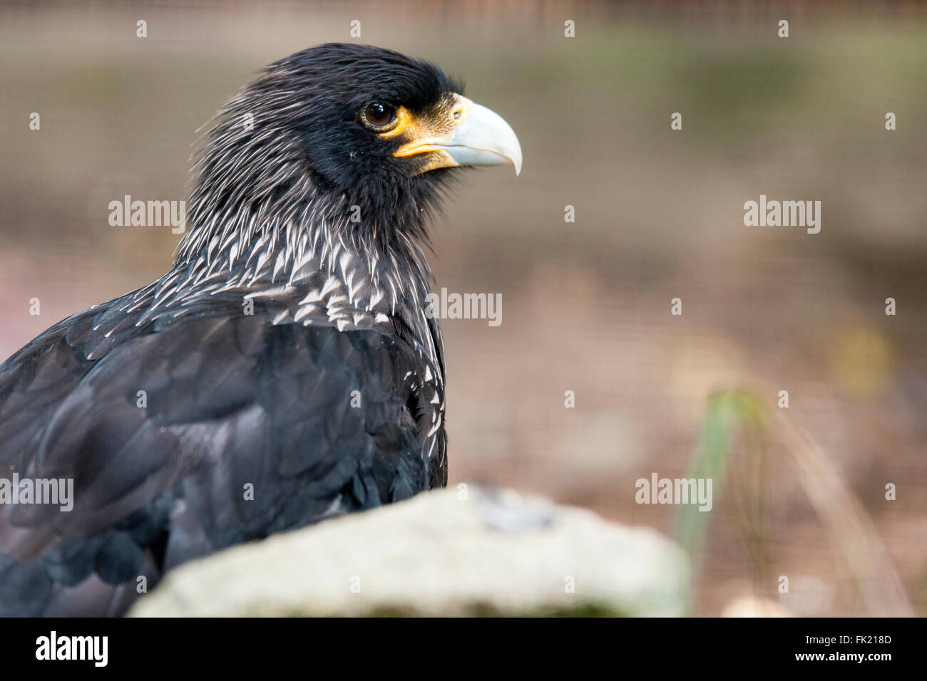 Striated caracara are known as Johnny rook in the Falkland Islands ...