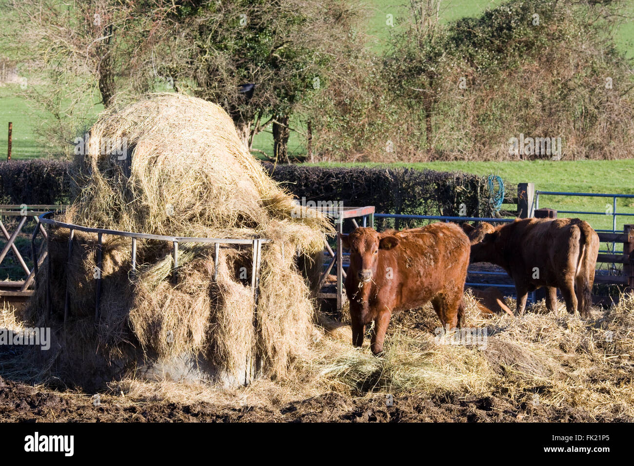 Cattle eating Hay from a container in a field Stock Photo - Alamy