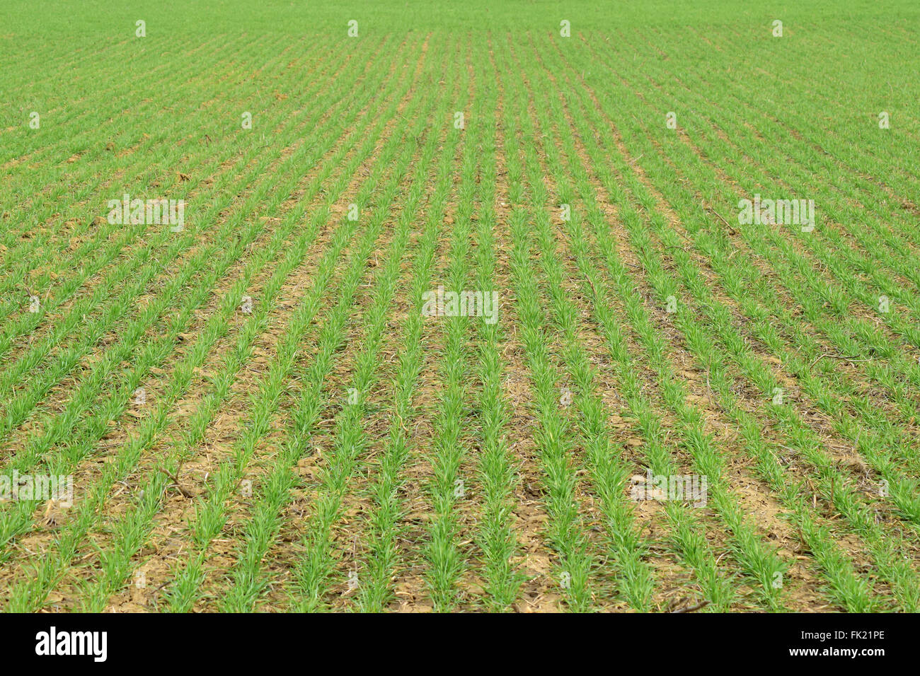Spring winter wheat field. Shoots of wheat in a field on the ground ...