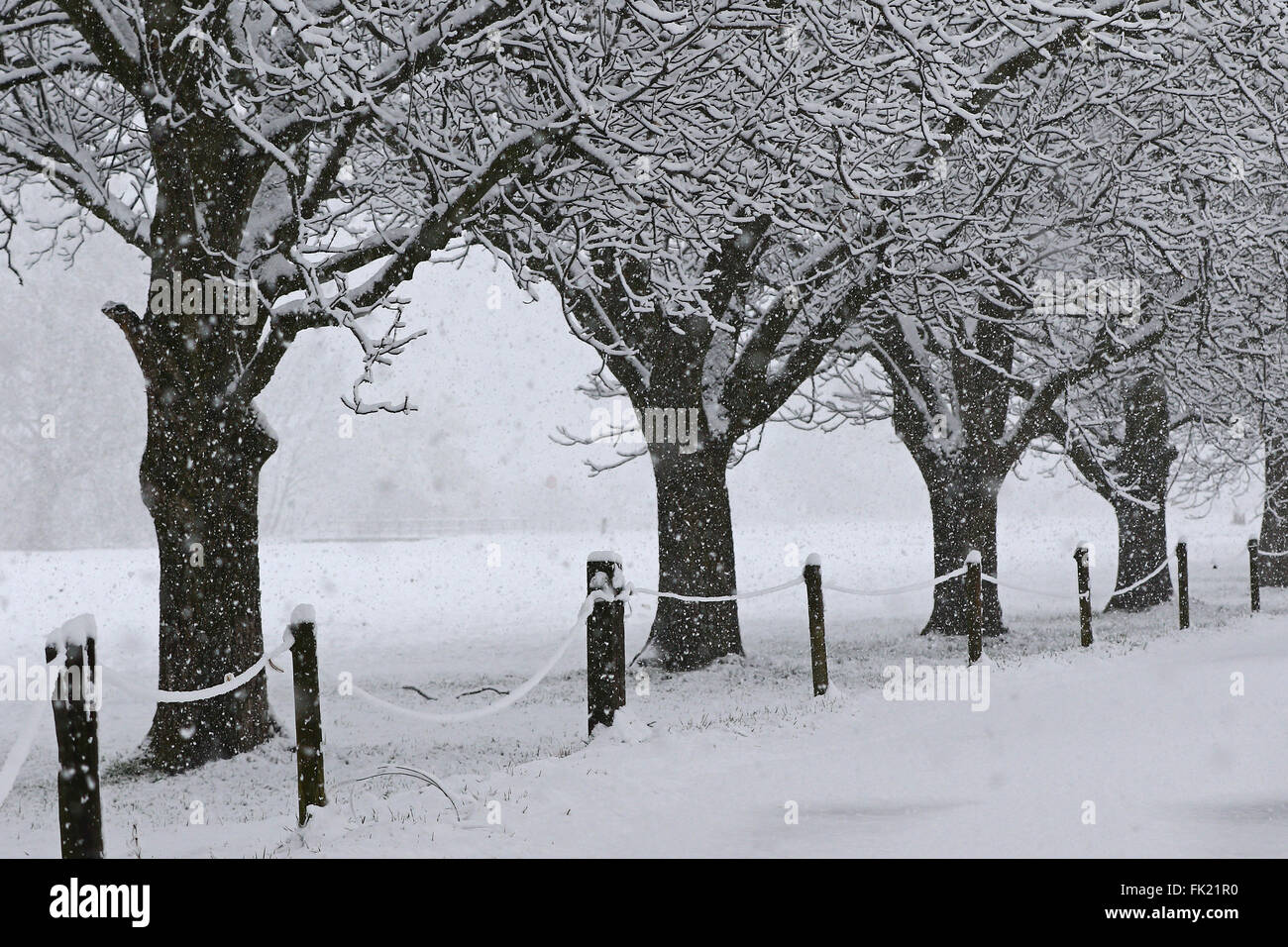 Trees,road, road and fence covered in fresh snow during a heavy ...
