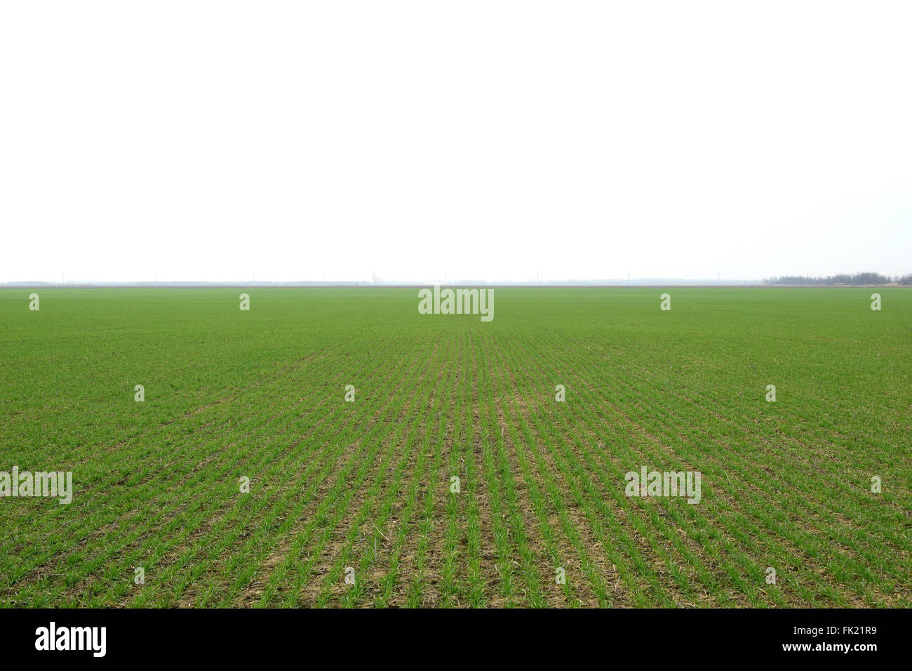 Spring winter wheat field. Shoots of wheat in a field on the ground ...