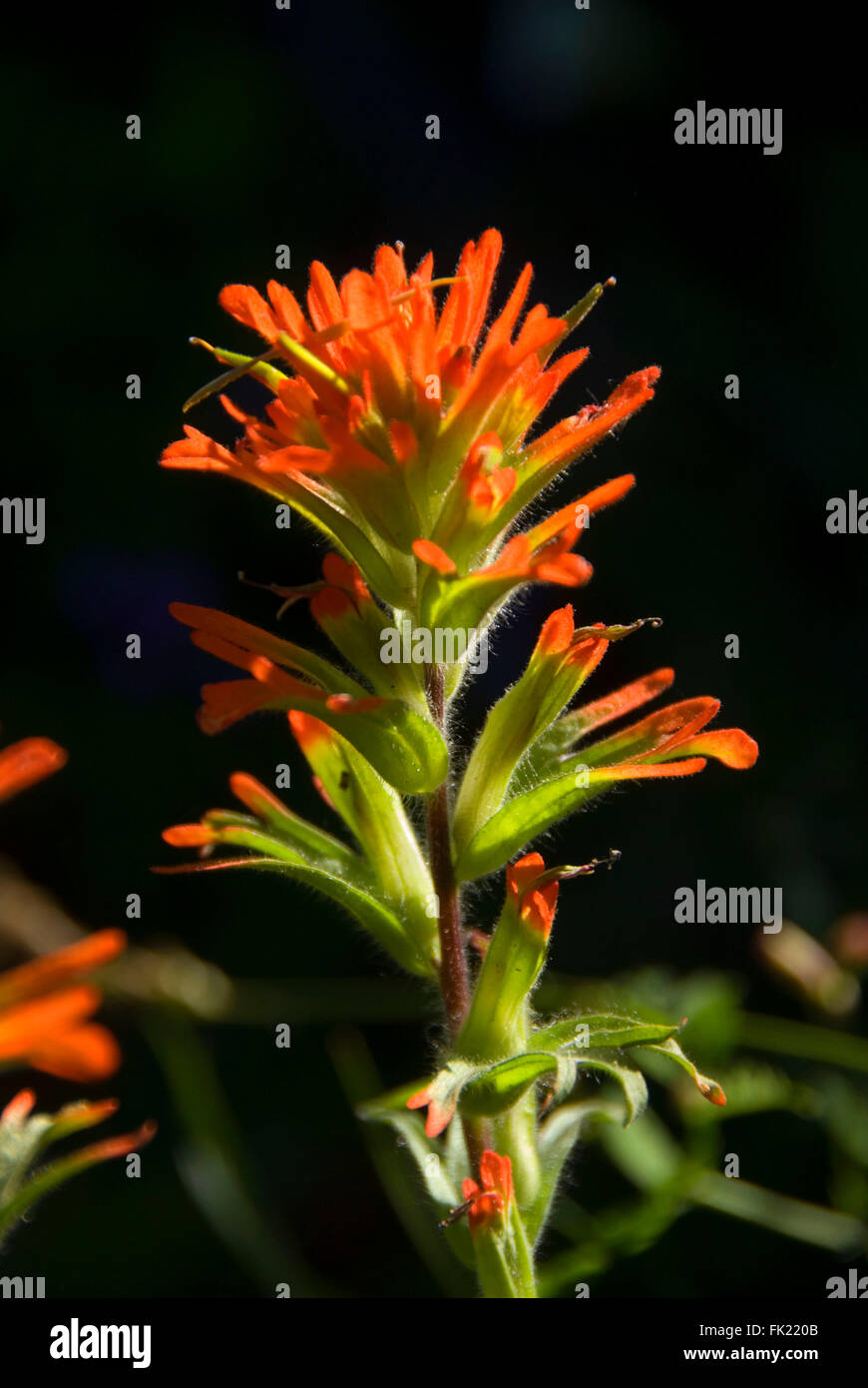 Indian paintbrush along Coffin Mountain Trail, Willamette National ...