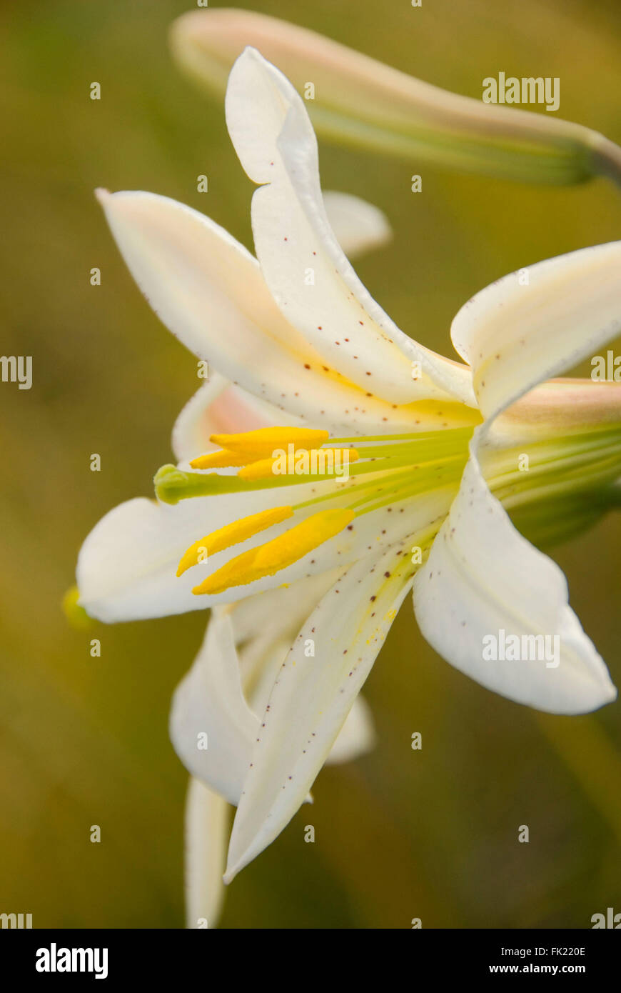Lilium cascade hi-res stock photography and images - Alamy