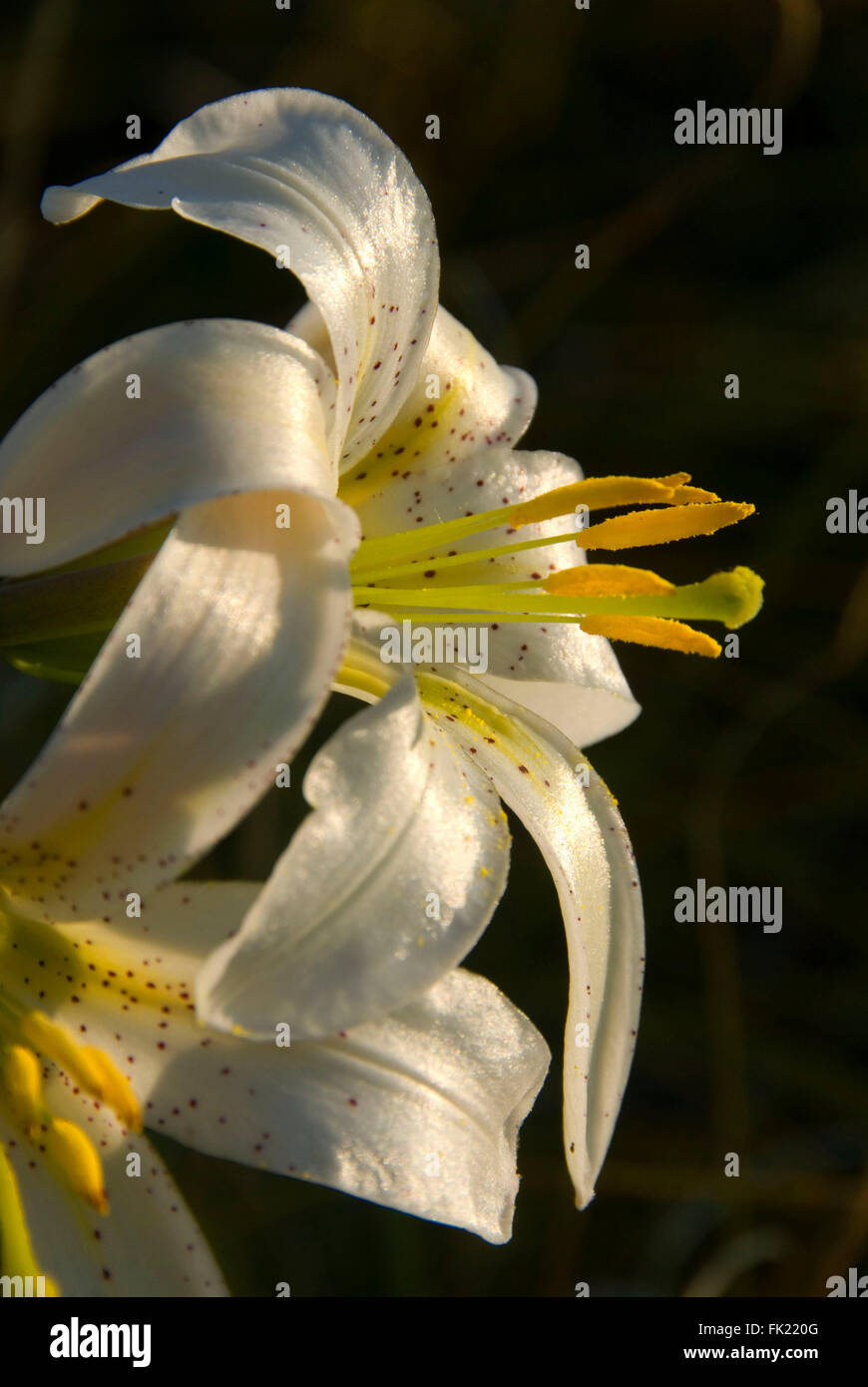 Lilium cascade hi-res stock photography and images - Alamy
