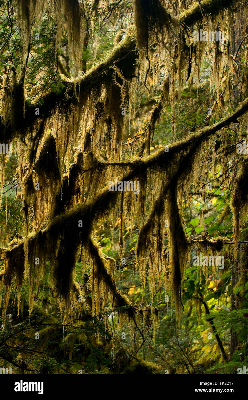 Hanging moss hi-res stock photography and images - Alamy