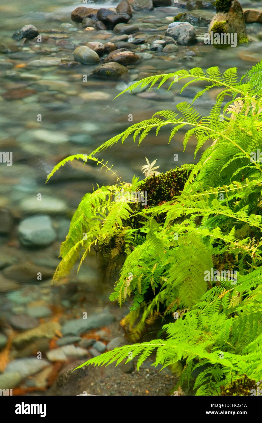 Ferns along Little North Fork Santiam River, Opal Creek Scenic ...