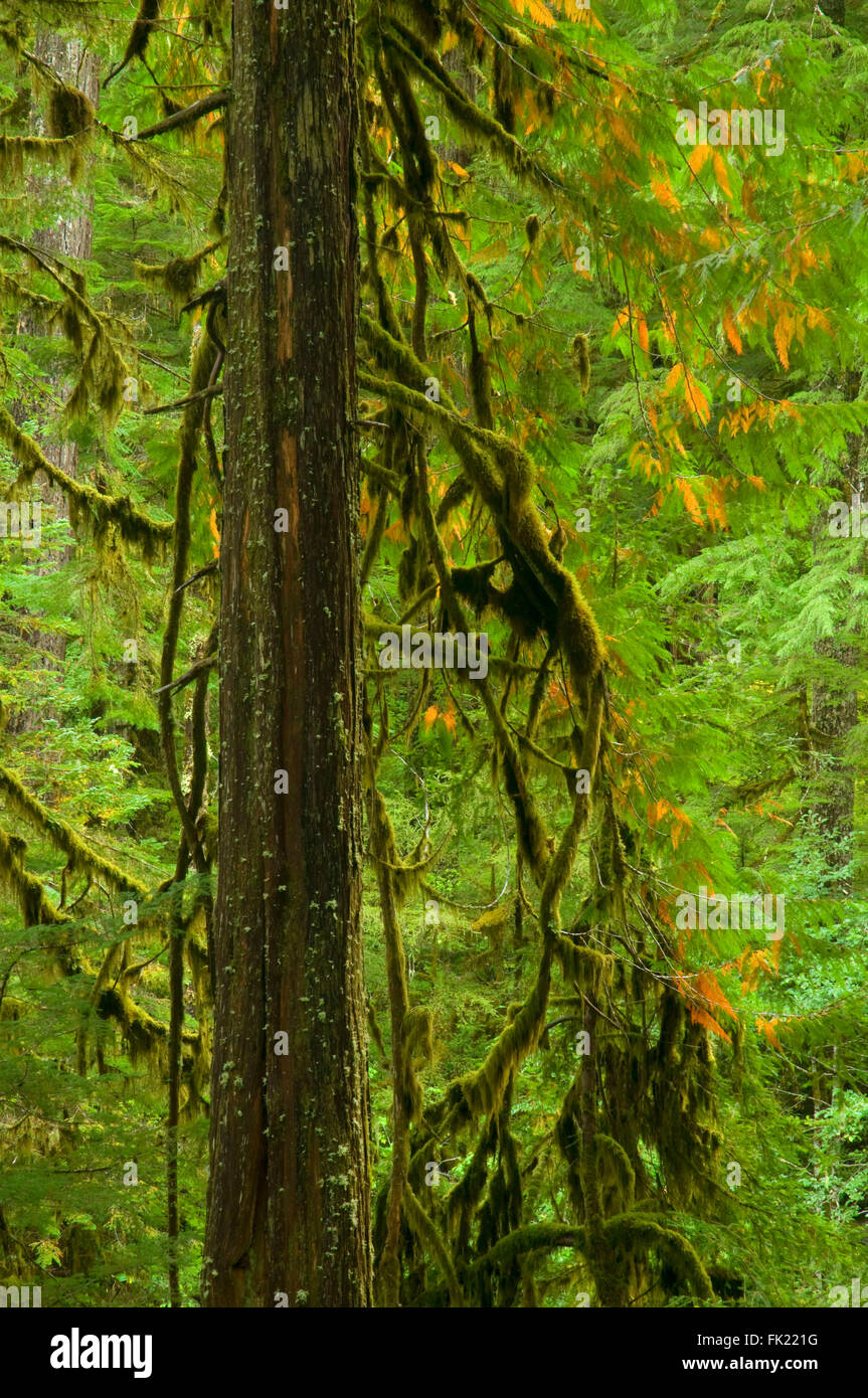 Red cedar along Opal Creek Trail, Opal Creek Scenic Recreation Area ...