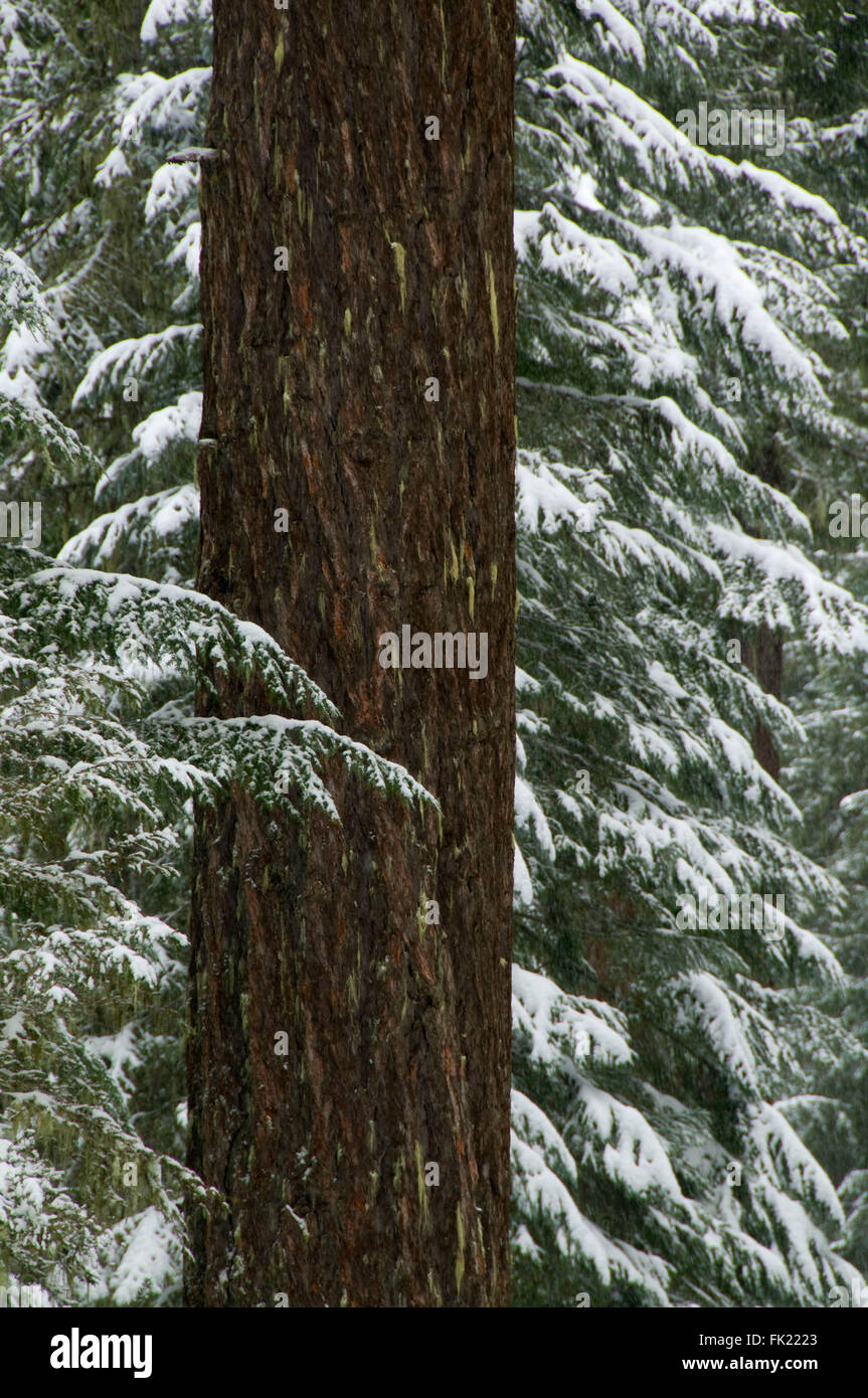 Douglas fir forest in winter, Willamette National Forest, Oregon Stock ...