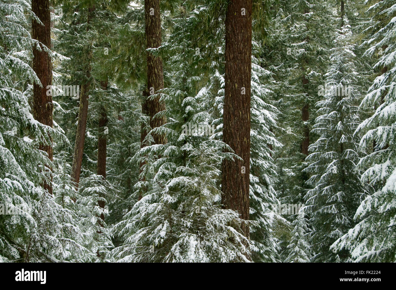 Douglas fir forest in winter, Willamette National Forest, Oregon Stock ...