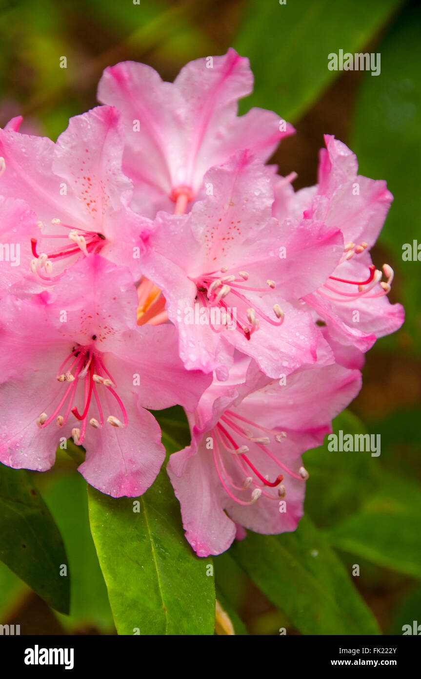 Rhododendron Macrophyllum High Resolution Stock Photography and Images ...