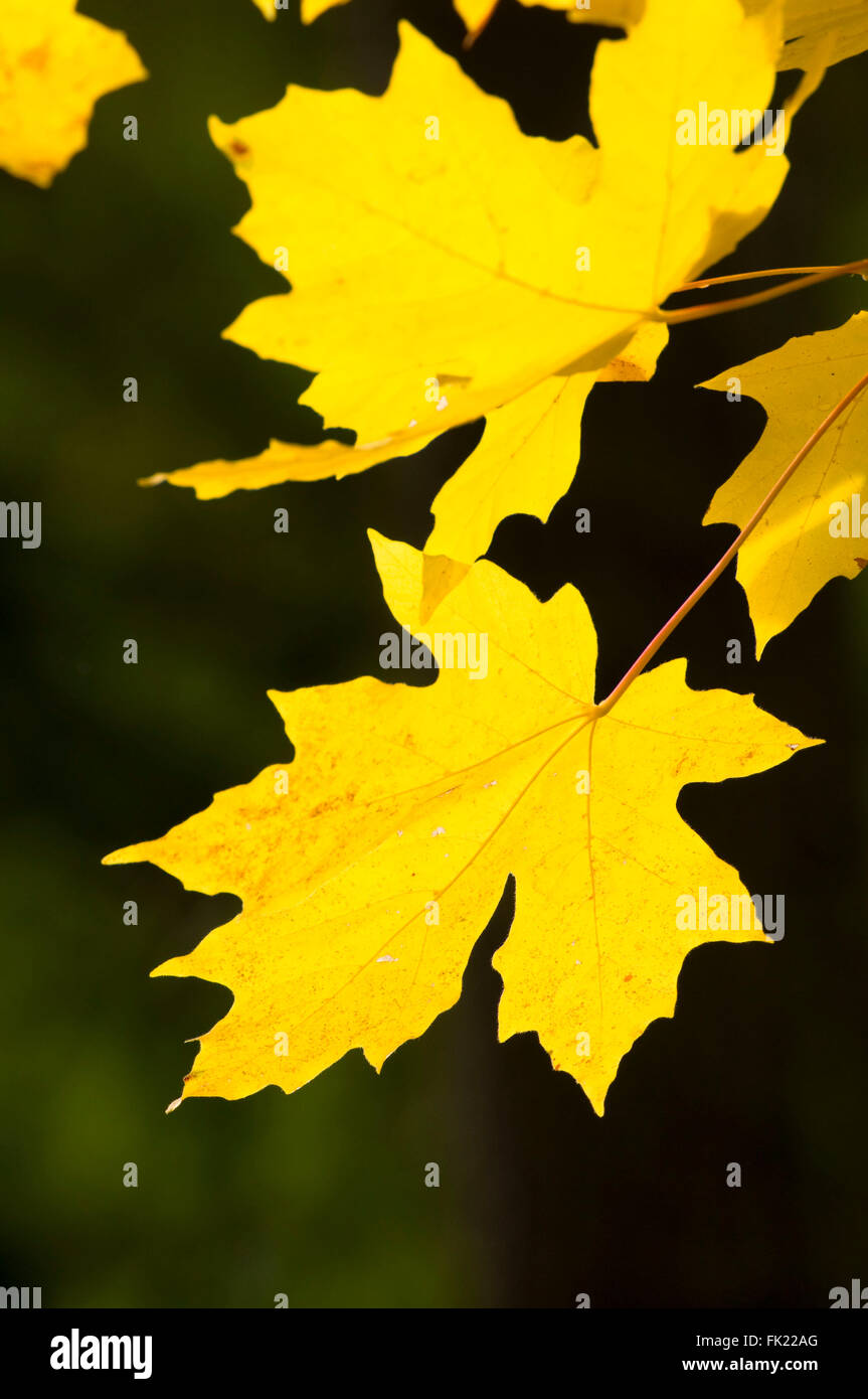 Bigleaf maple (Acer macrophyllum) in autumn, West Cascades Scenic Byway ...