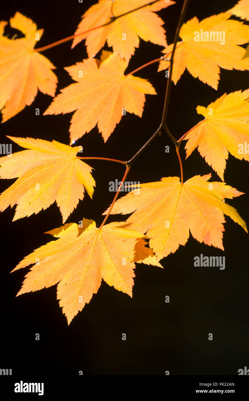Vine maple (Acer circinatum) in autumn, West Cascades Scenic Byway ...