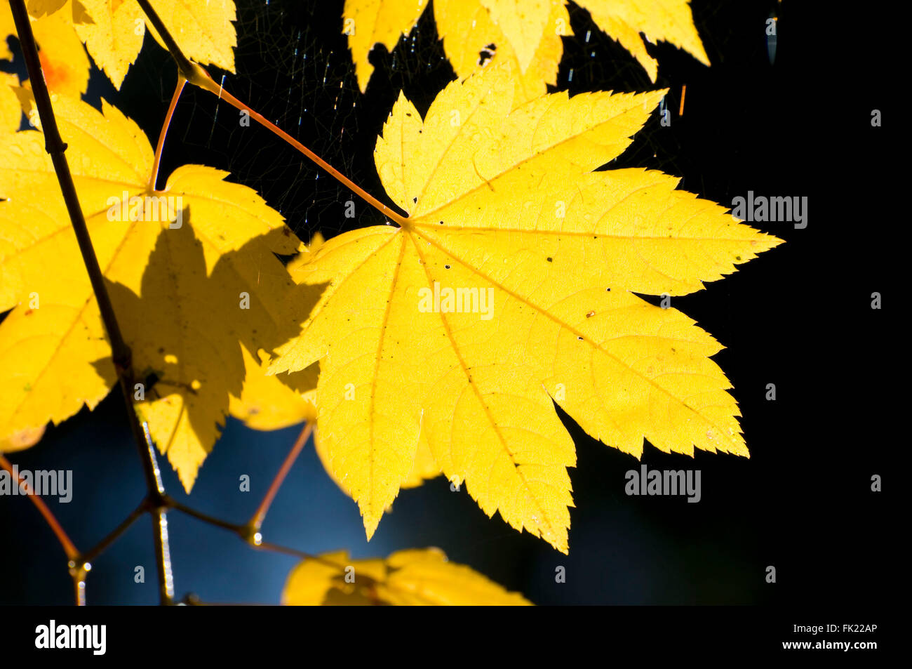 Vine maple hi-res stock photography and images - Alamy