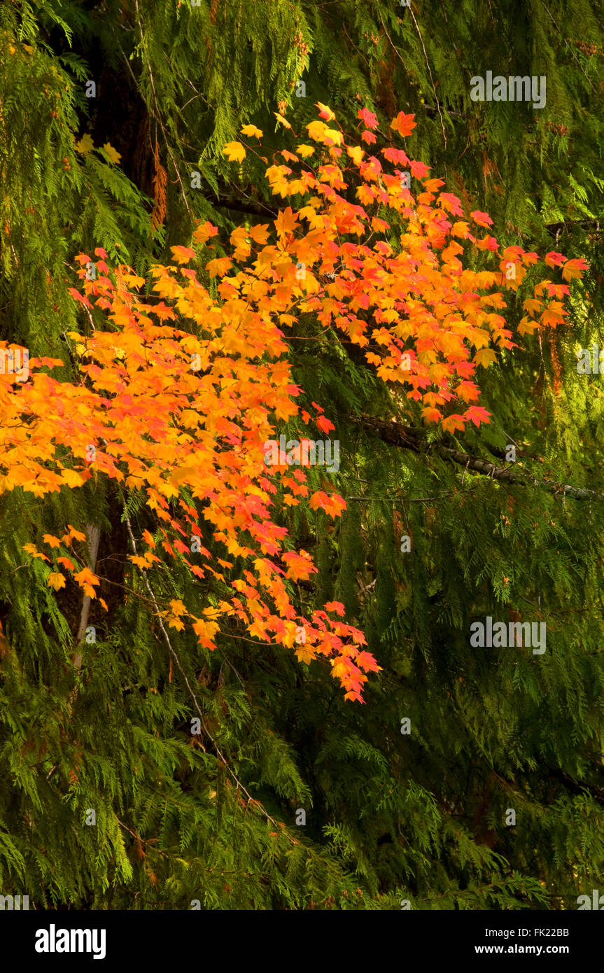 Vine maple (Acer circinatum), Willamette National Forest, Oregon Stock ...
