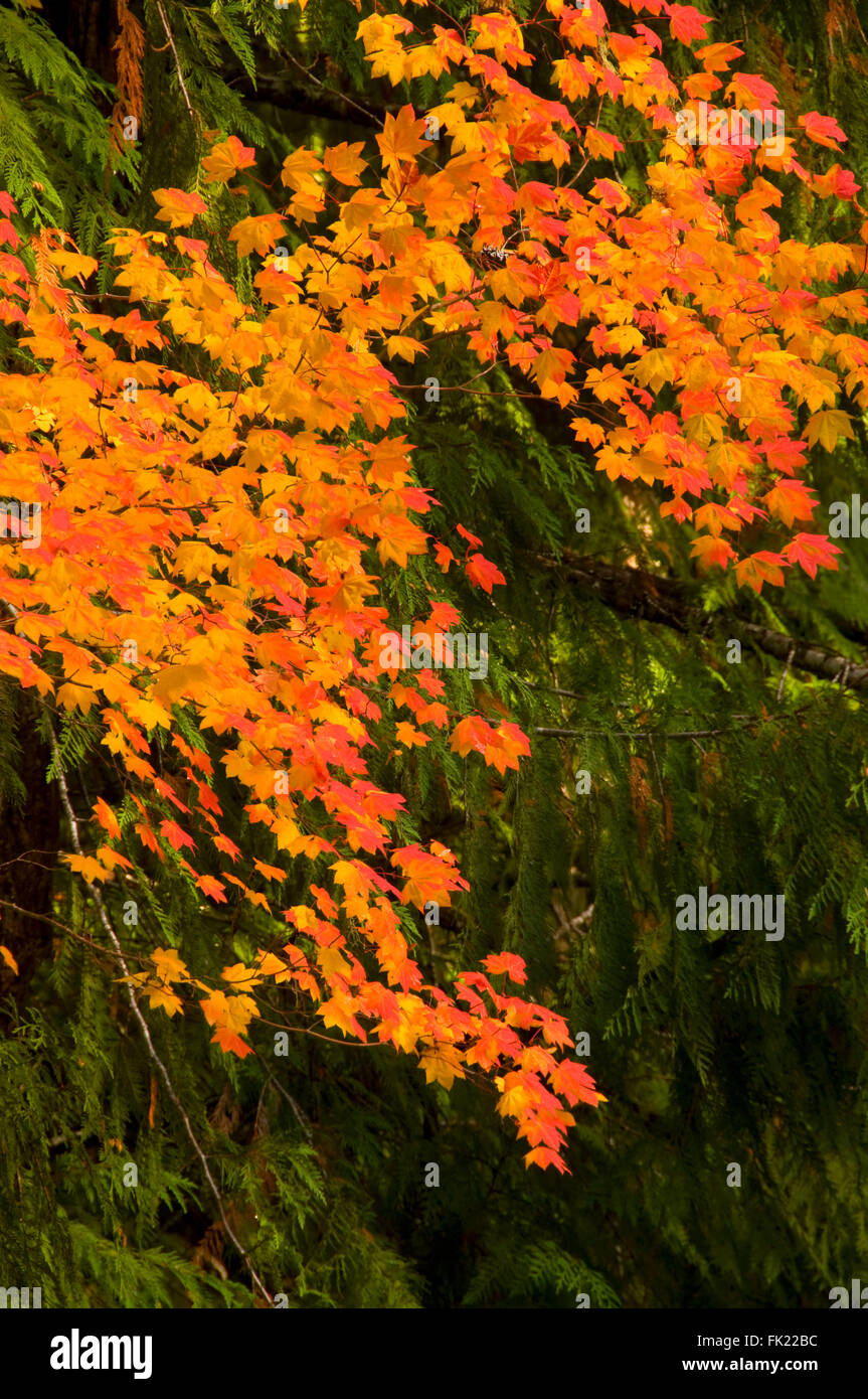 Vine maple (Acer circinatum), Willamette National Forest, Oregon Stock ...