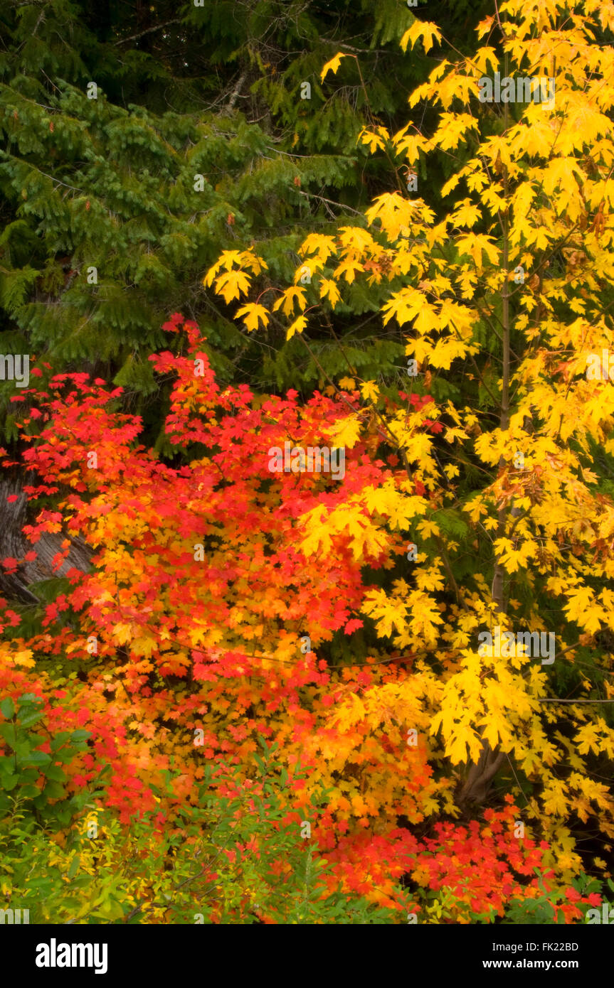 Vine maple (Acer circinatum) with bigleaf maple, Willamette National ...