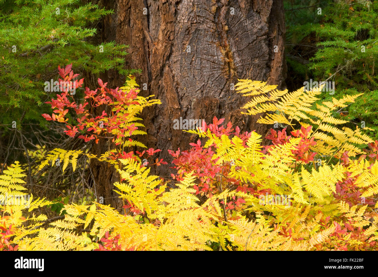 Douglas fir with ferns, Willamette National Forest, Oregon Stock Photo ...