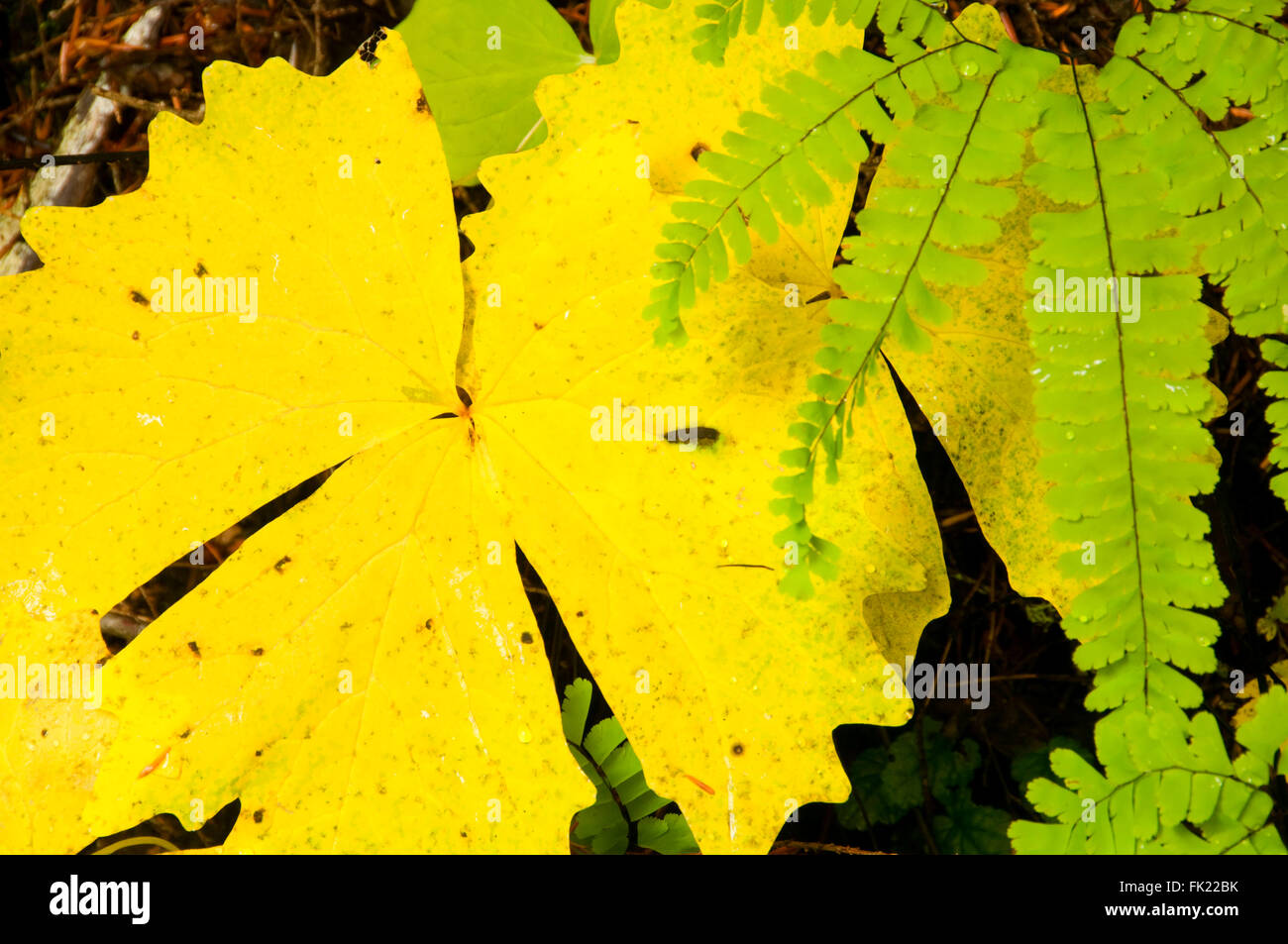 Vanilla leaf and maidenhair fern along McKenzie River National ...