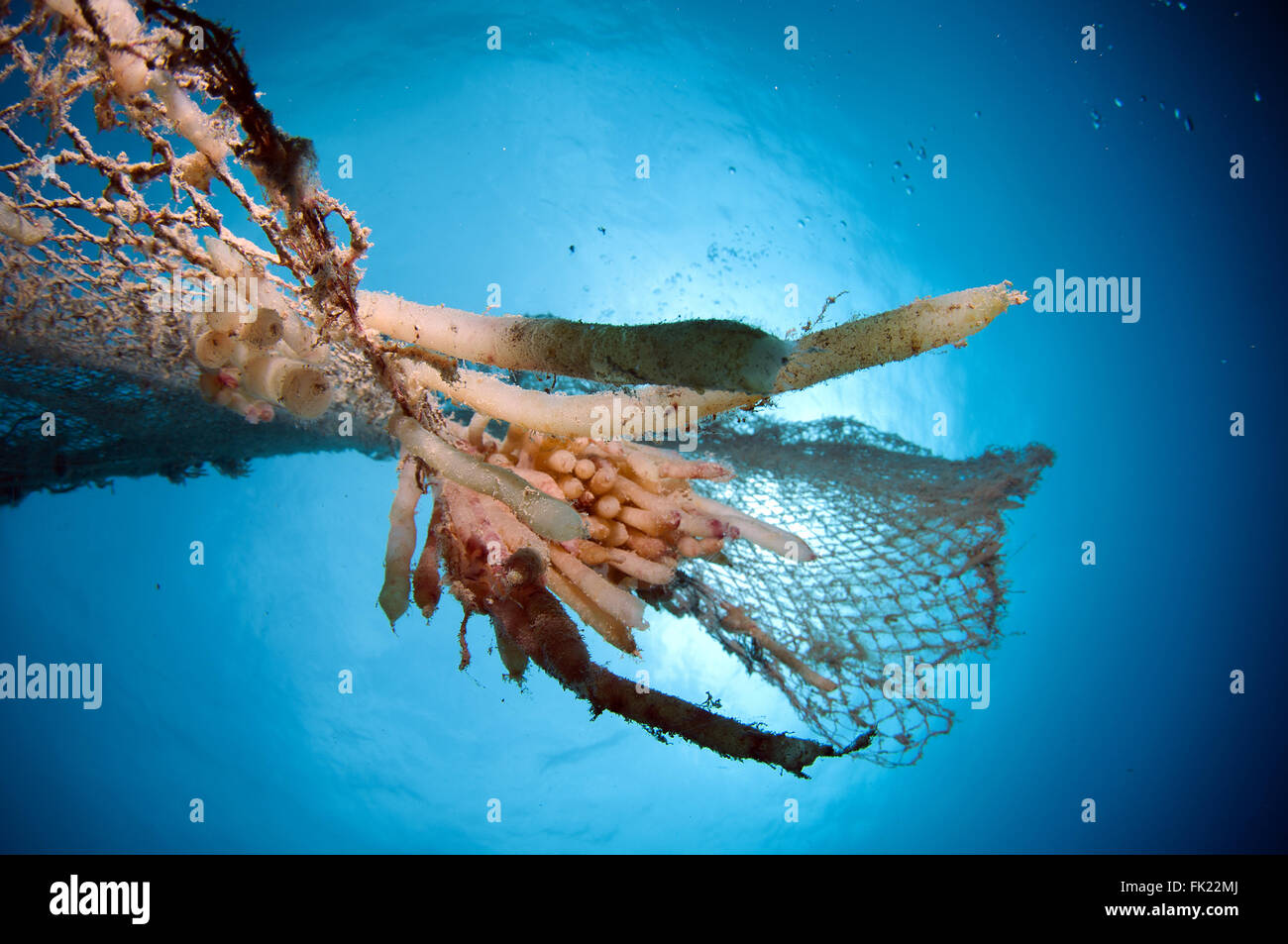 old abandoned fishing net with squid eggs Stock Photo - Alamy