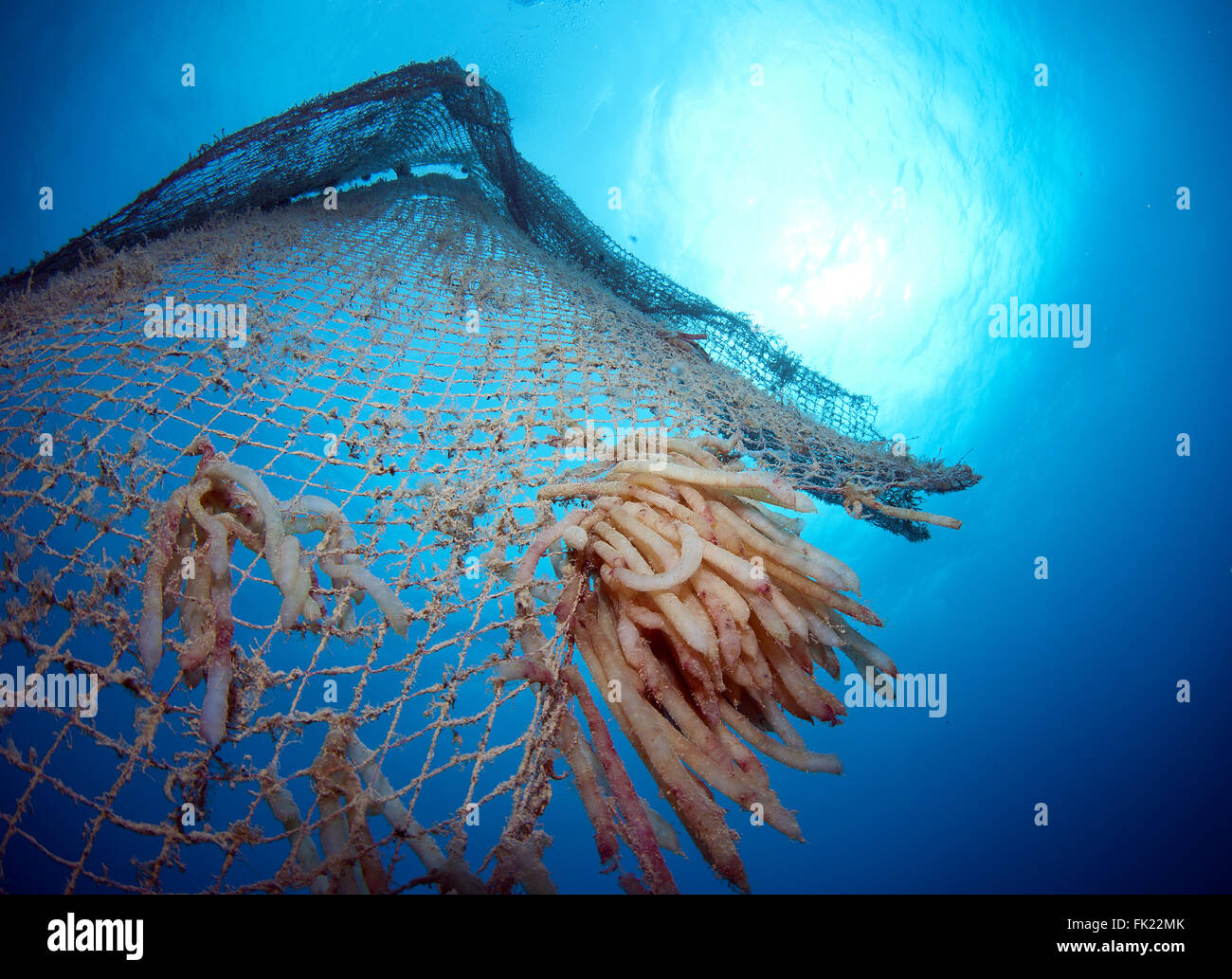 old abandoned fishing net with squid eggs Stock Photo - Alamy