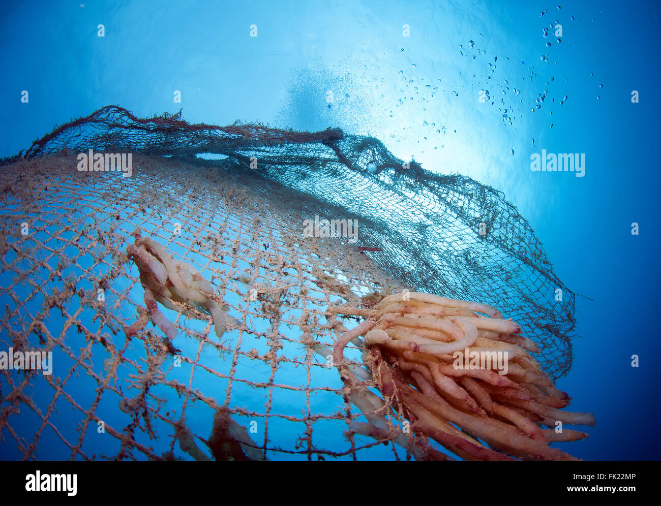 old abandoned fishing net with squid eggs Stock Photo - Alamy