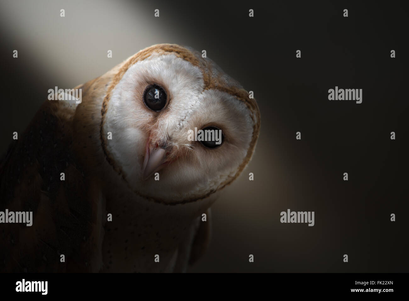 Barn owl head hi-res stock photography and images - Alamy
