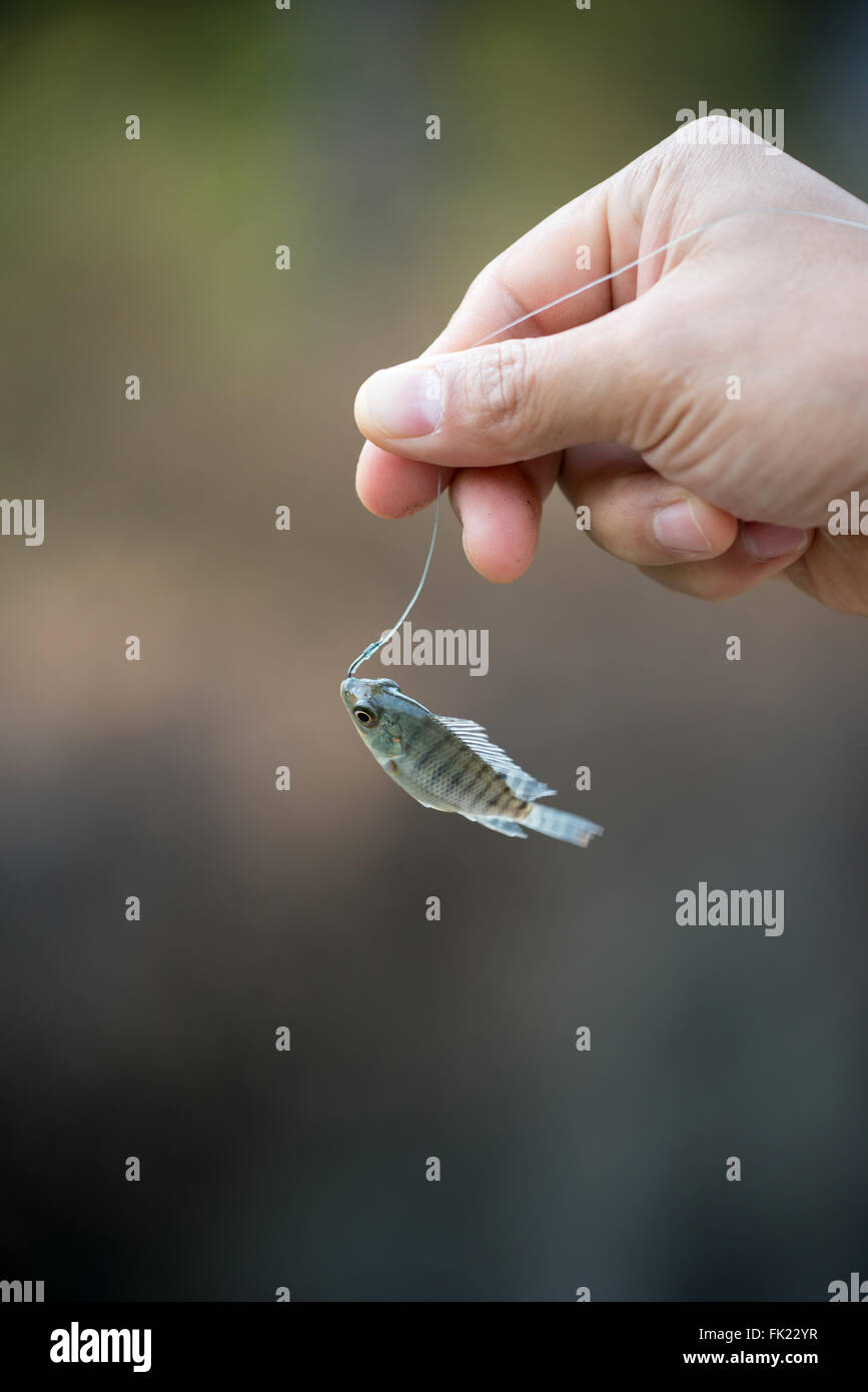 Nile tilapia fish (Oreochromis nilotica) hanging on hook Stock Photo ...