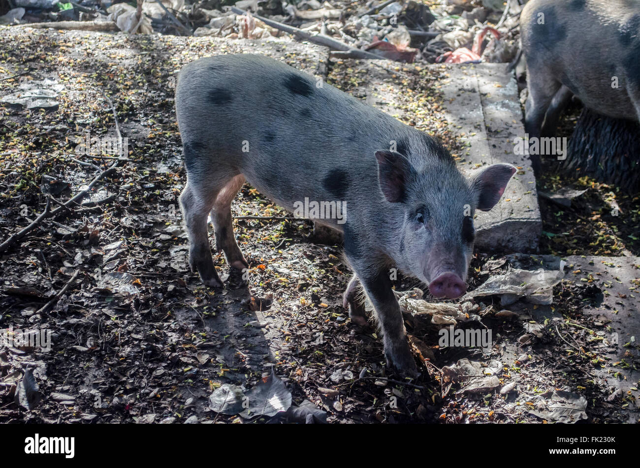Wild pig.Piglet walking in the sunny morning Stock Photo - Alamy