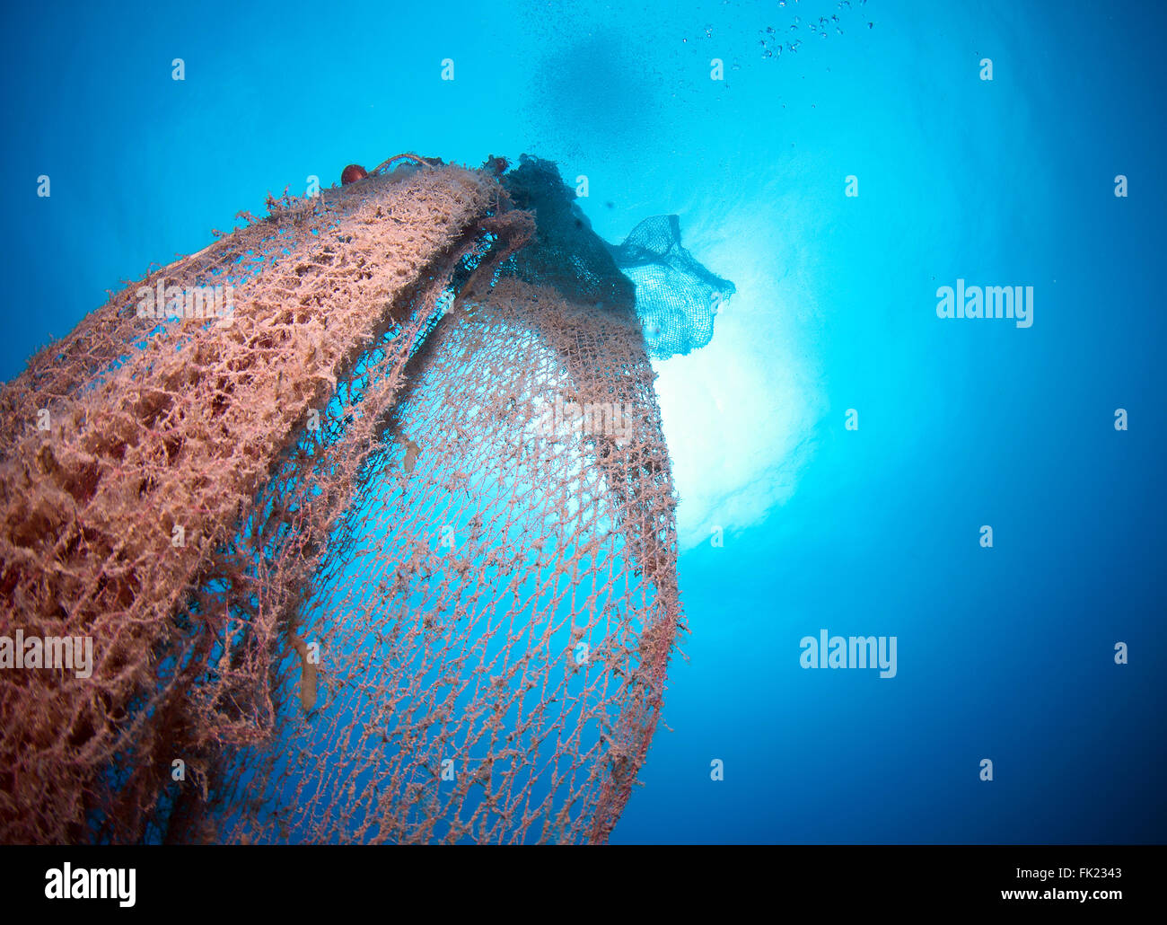old abandoned fishing net with squid eggs Stock Photo - Alamy
