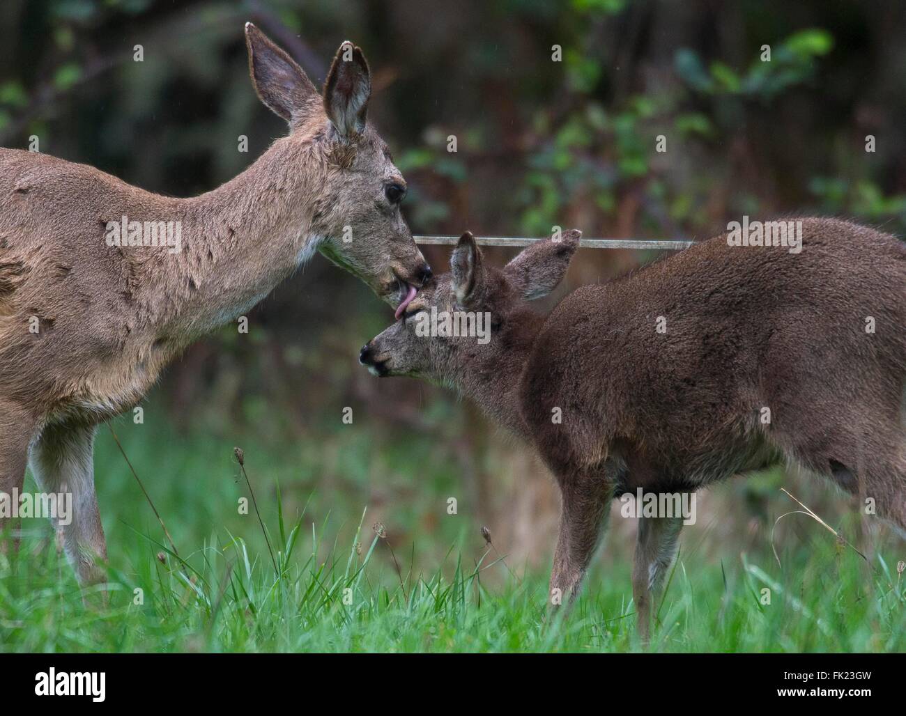 Elkton, Oregon, USA. 5th Mar, 2016. A black tailed deer doe cleans the ...
