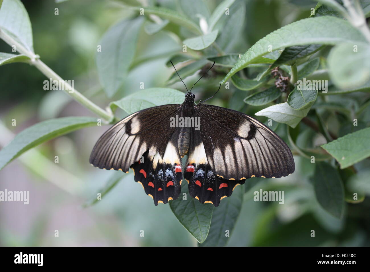 Orchard swallowtail butterfly hi-res stock photography and images - Alamy