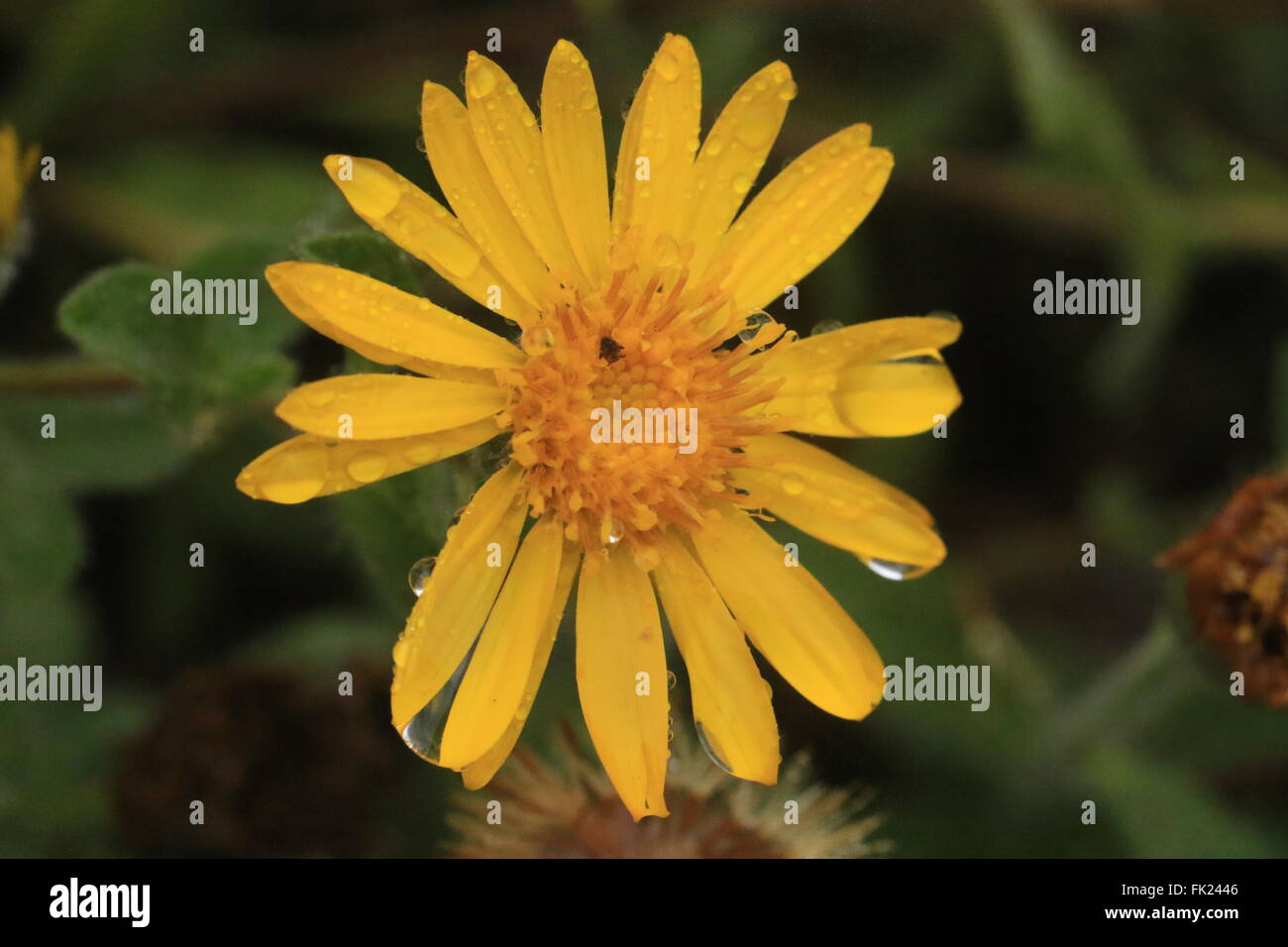Beautiful natural yellow flower up close with water drops on the petals ...
